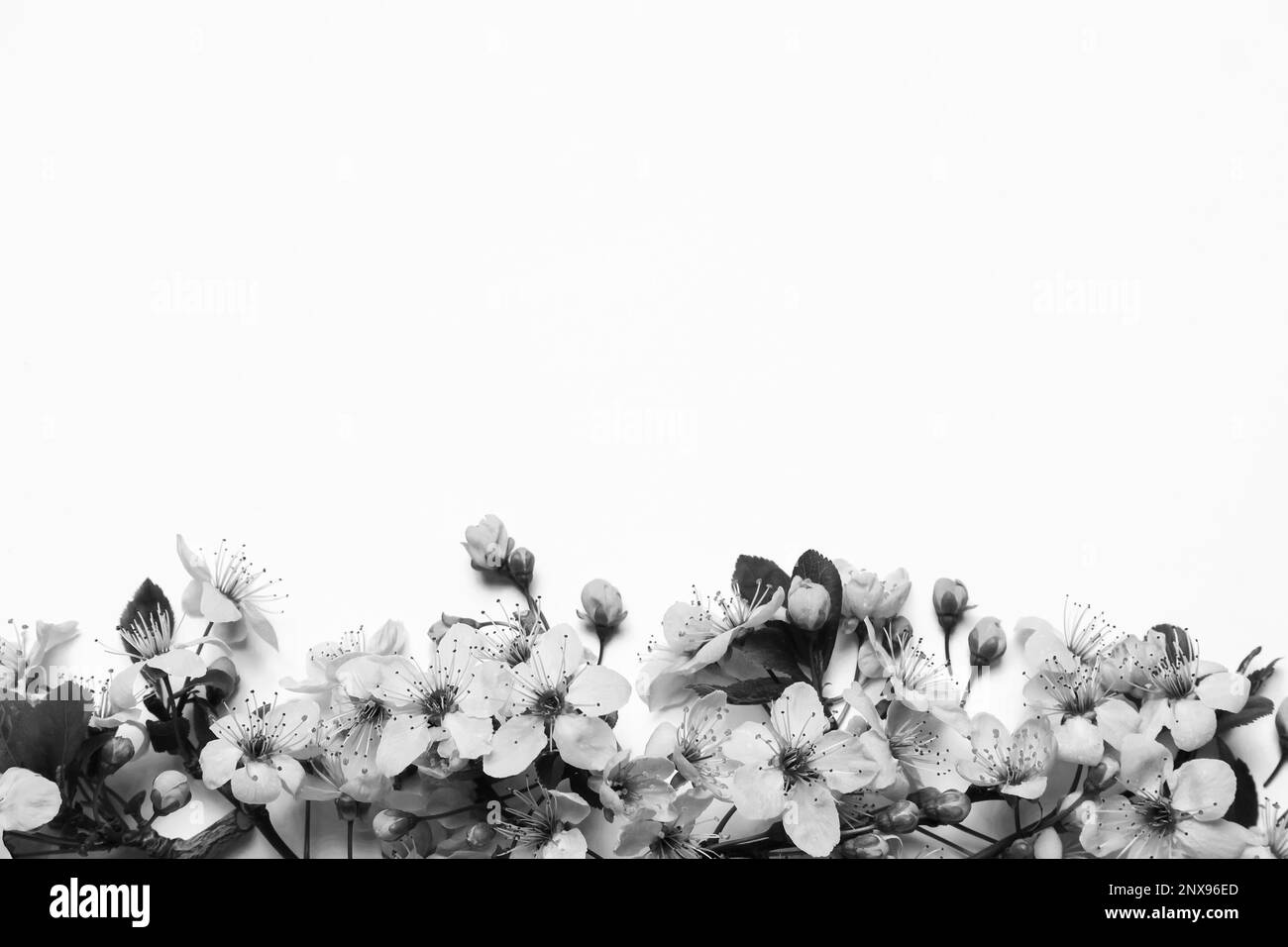 Beautiful spring tree blossoms on light background, top view. Black and ...