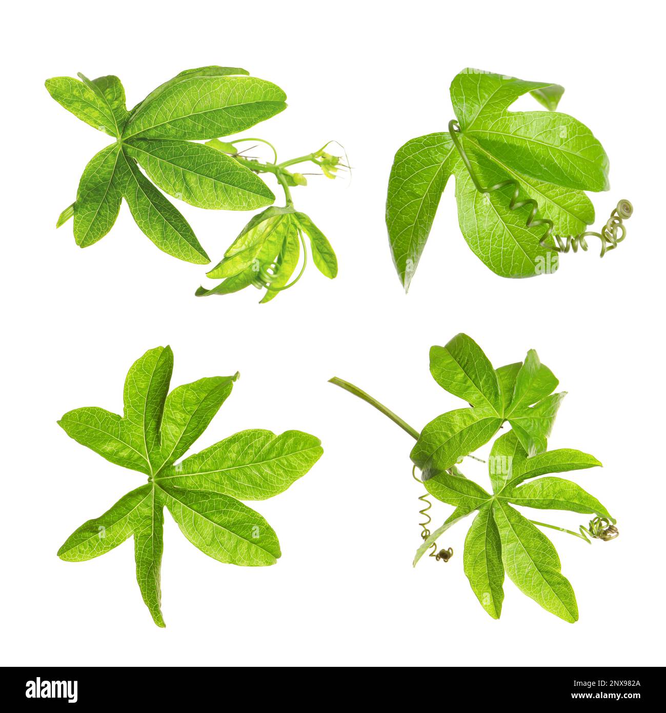 Set with Passiflora plant (passion fruit) leaves on white background ...