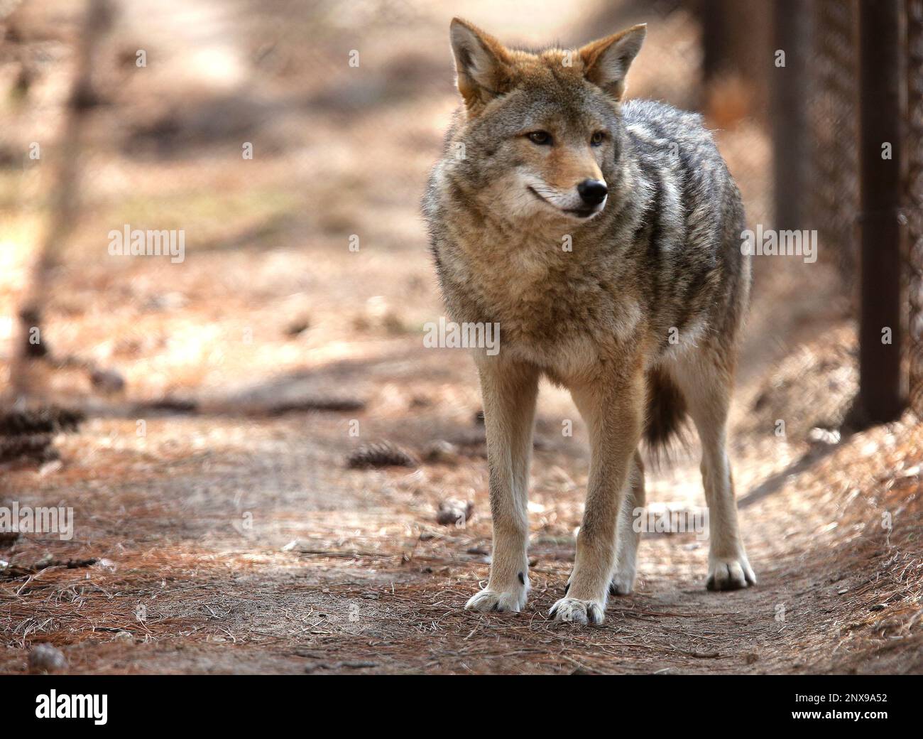 In this April 11, 2018 photo, a coyote stands at the Osborne Nature ...