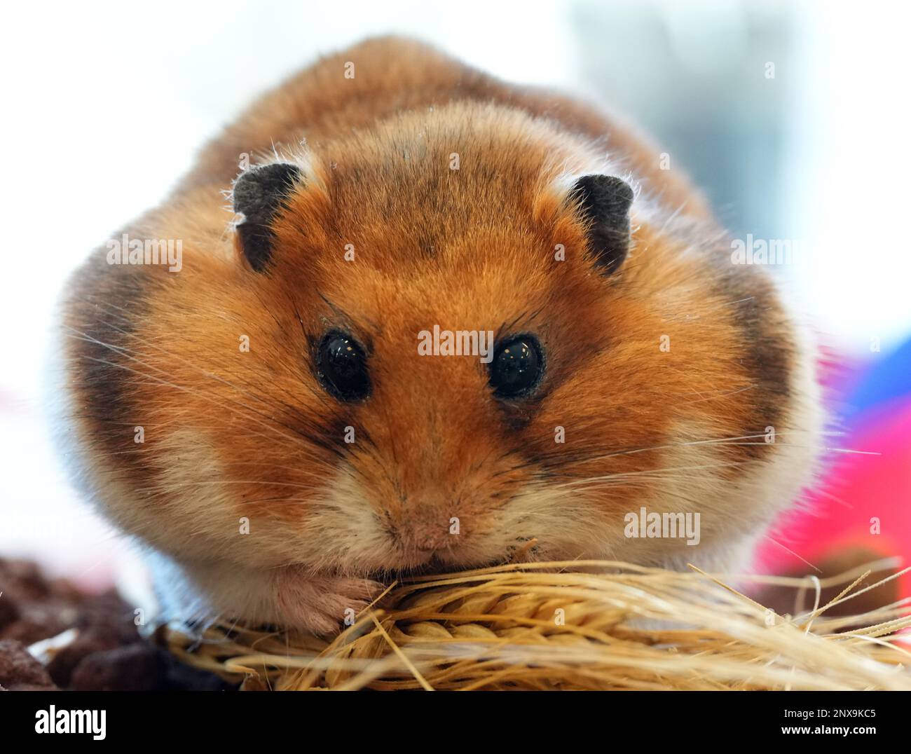 African dormice hi-res stock photography and images - Alamy
