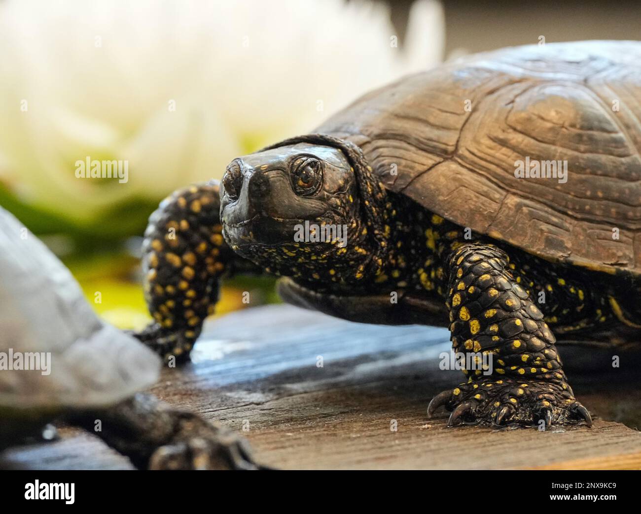 01 March 2023, Brandenburg, Potsdam: A taxidermied terrapin sits on a ...