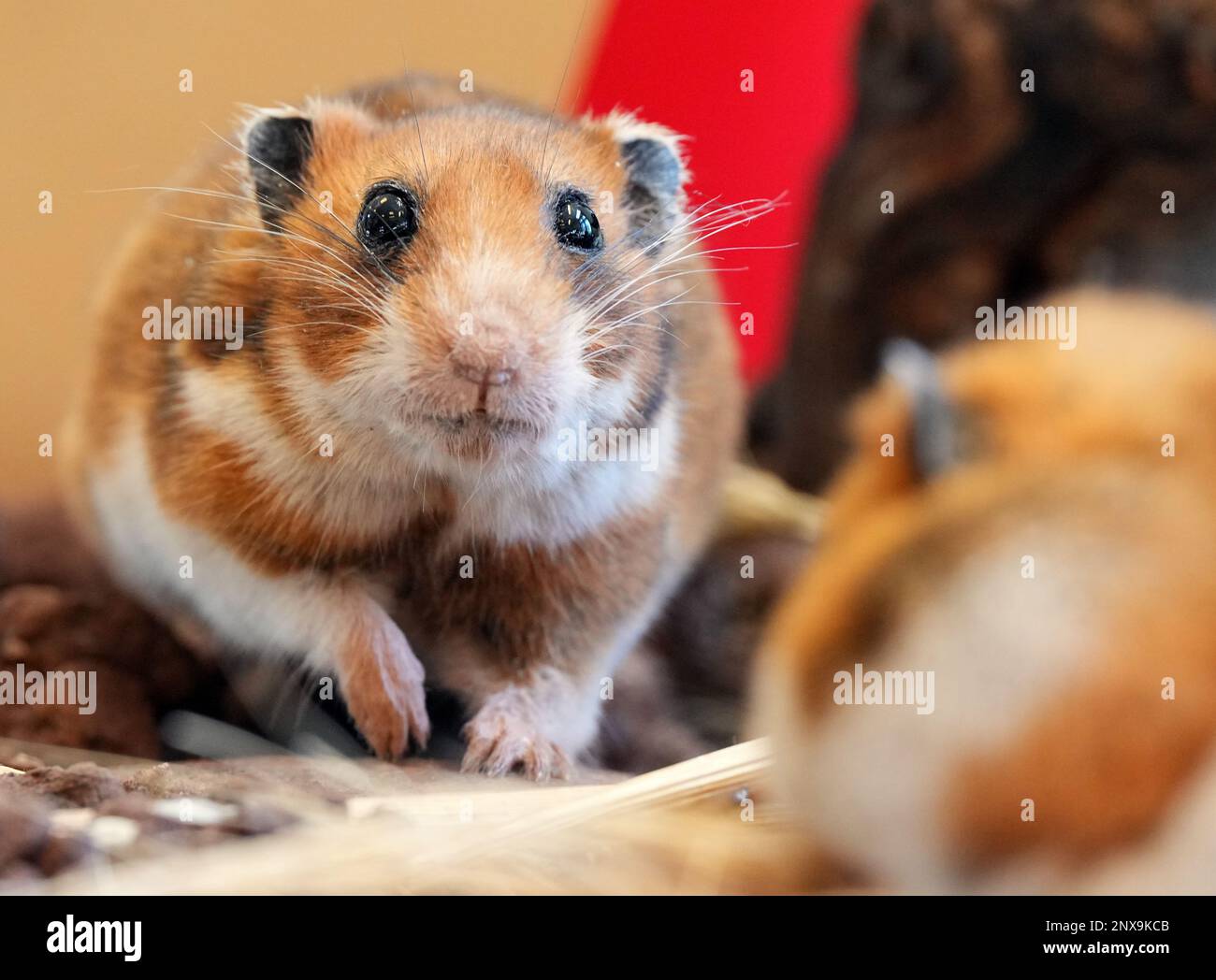 01 March 2023, Brandenburg, Potsdam: A taxidermied Syrian Golden ...