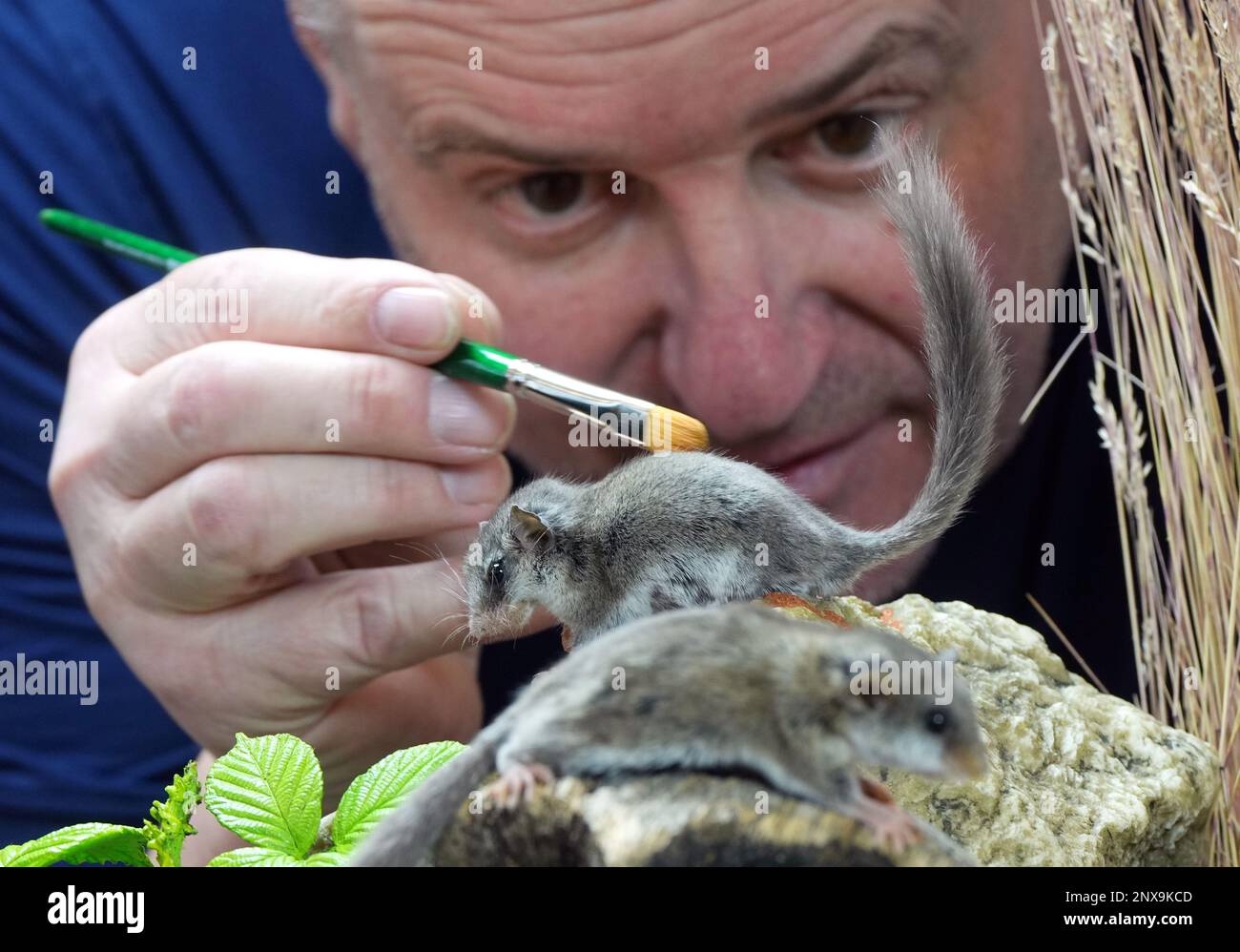 African dwarf dormice hi-res stock photography and images - Alamy