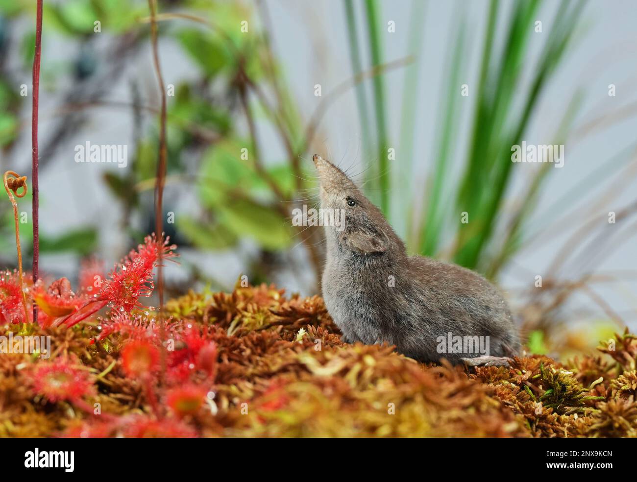Potsdam, Germany. 01st Mar, 2023. A taxidermied shrew sits in the ...