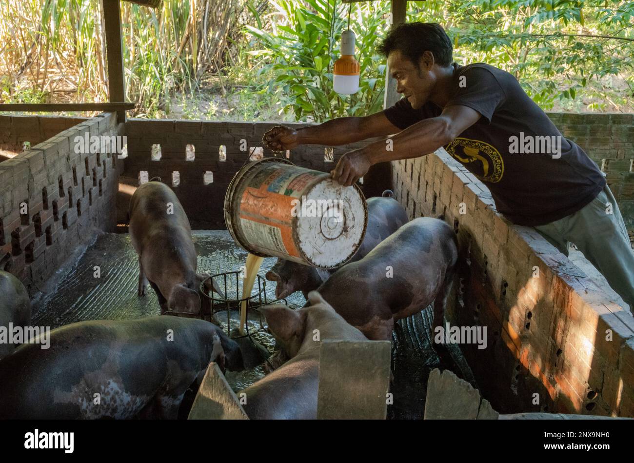 A man in a rural village in Siem Reap province, Cambodia, feeds rice ...
