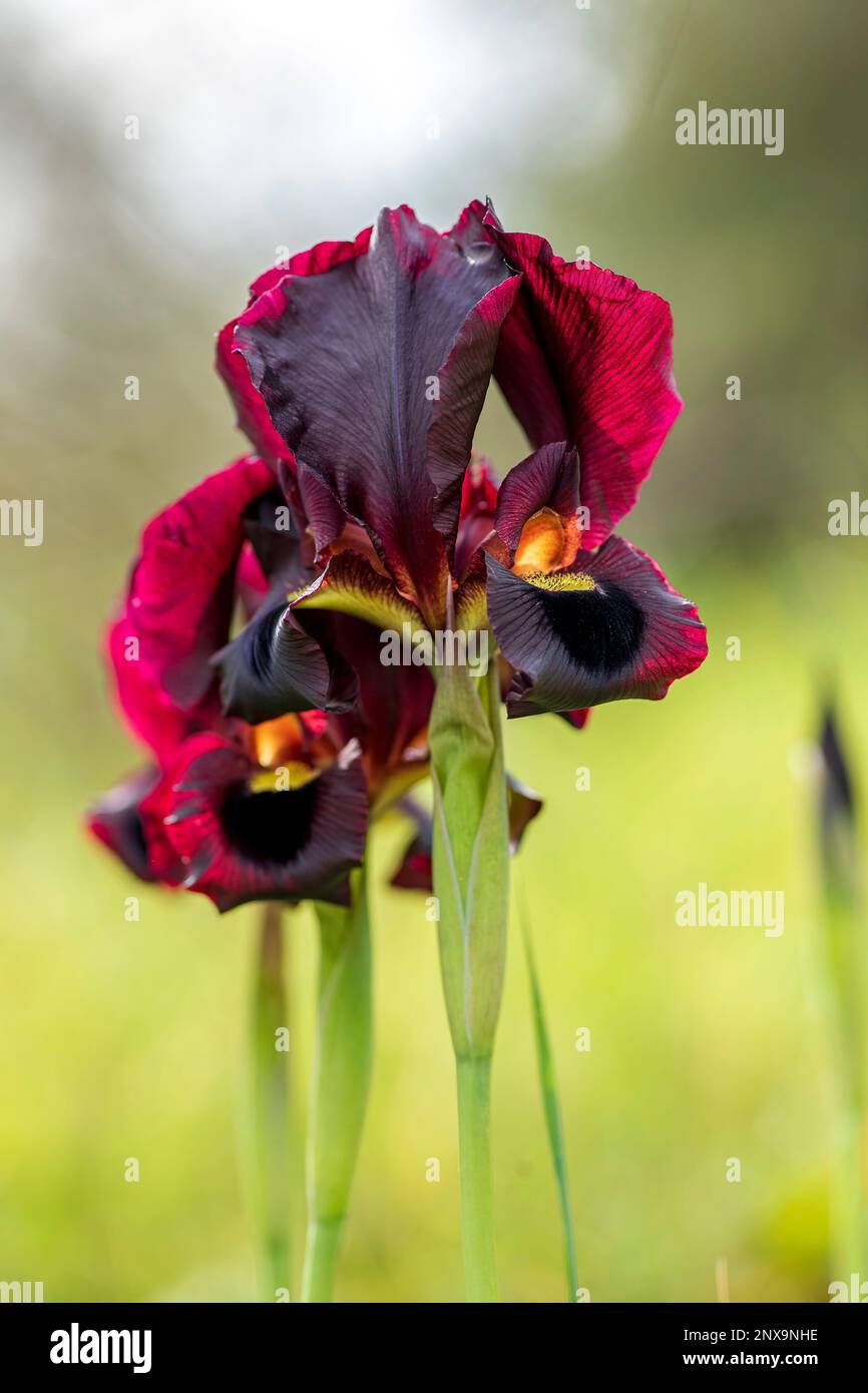 Blackish violet flowers hi-res stock photography and images - Alamy