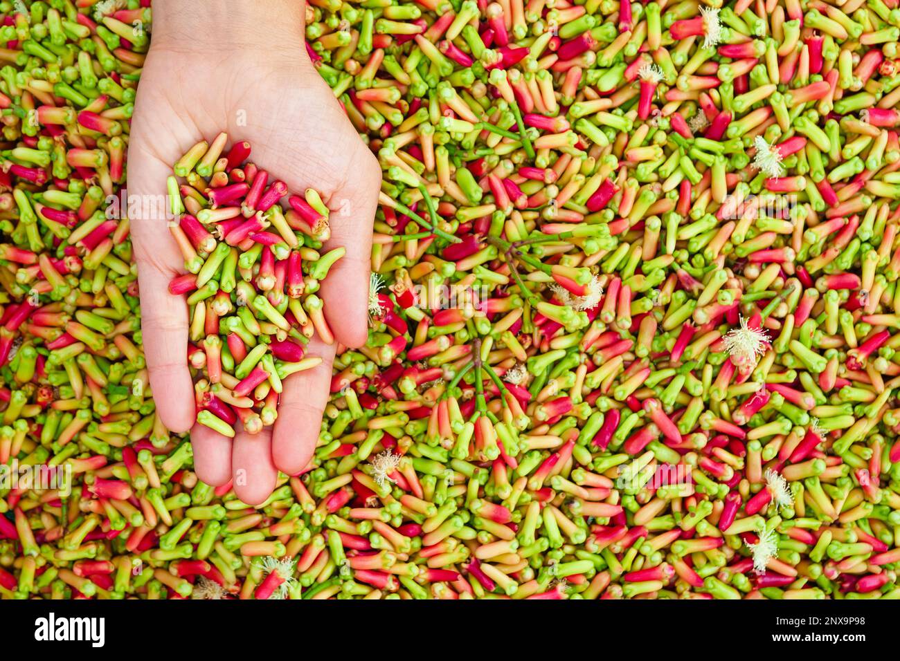 Clove tree with blooming flowers and fresh green and red raw sticks ...