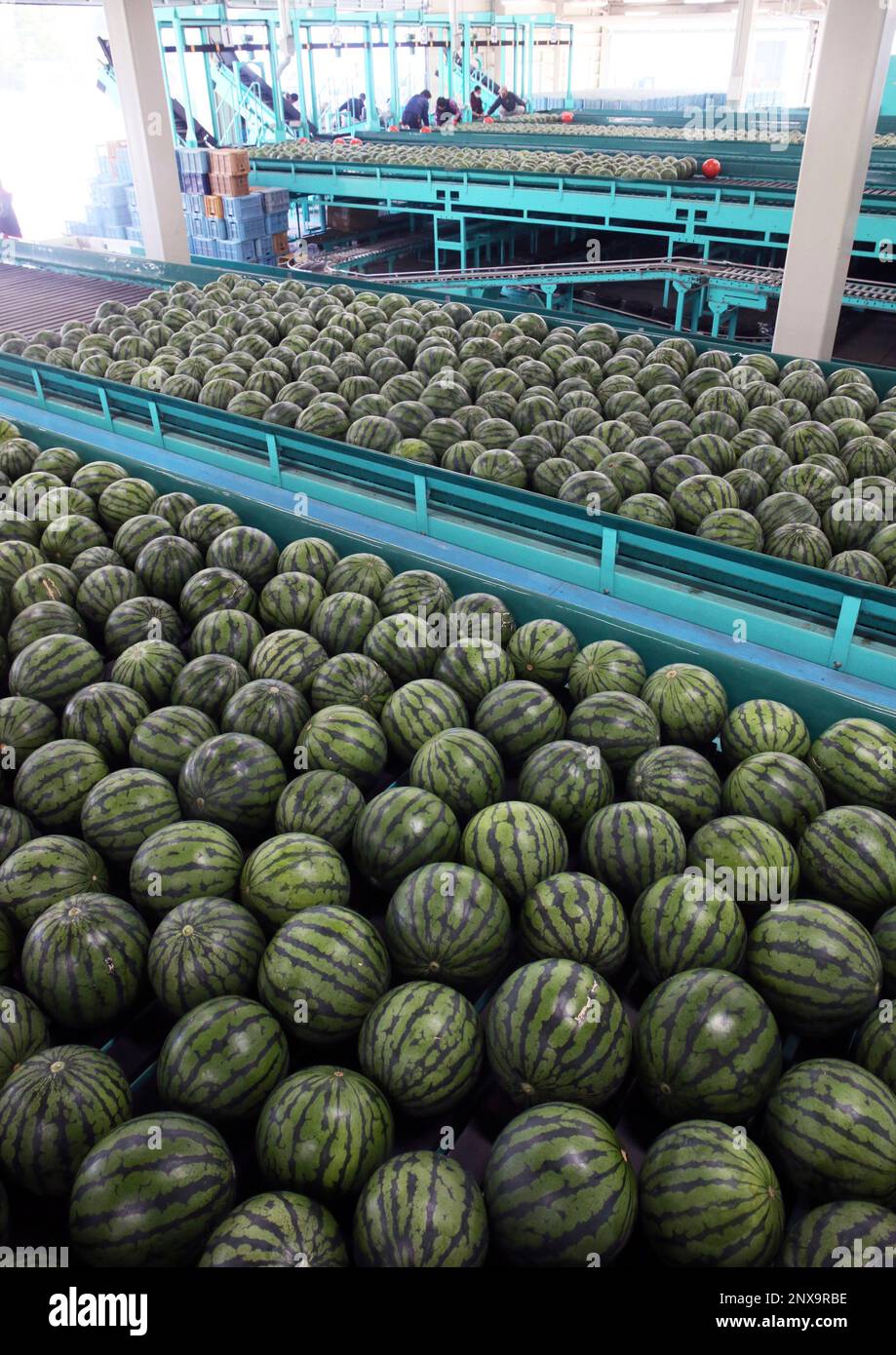 Watermelons grown in greenhouses are carried on the belt conveyor at ...