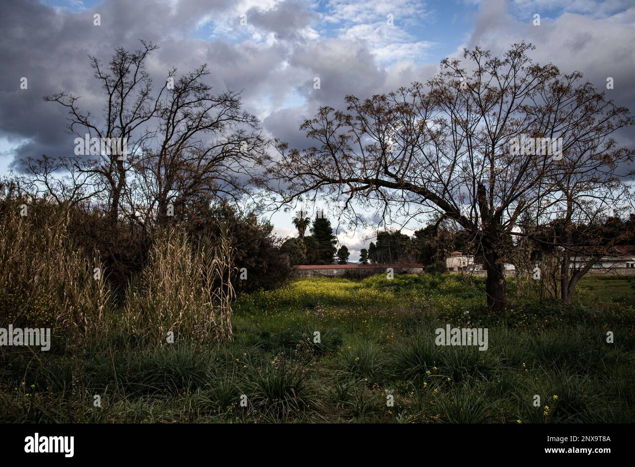 Deciduous trees in february with cloudy sky Stock Photo - Alamy