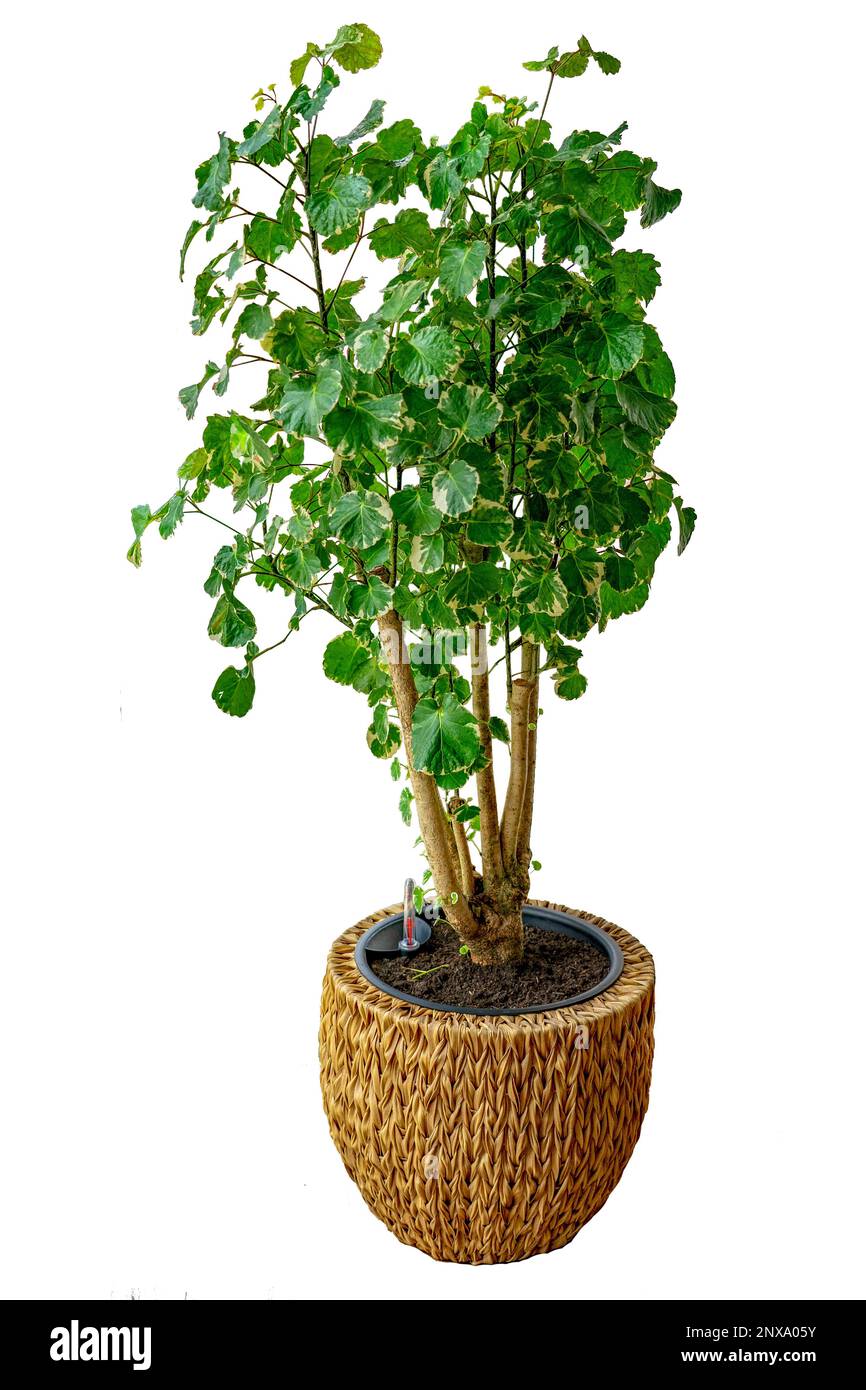 Polyscias hi-res stock photography and images - Alamy