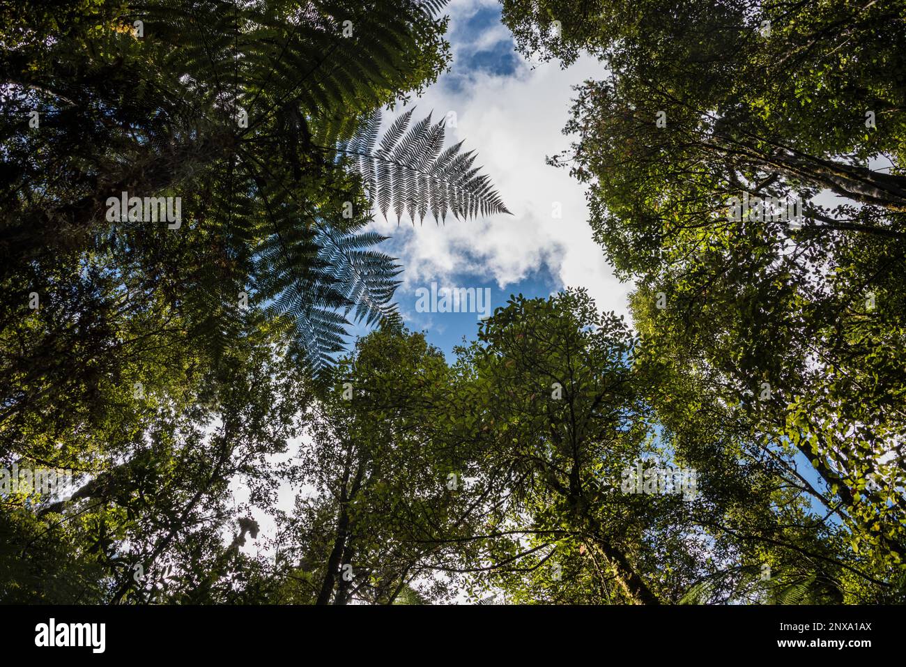 Looking up to the sky in native rain forest, Rotorua, north island, New ...