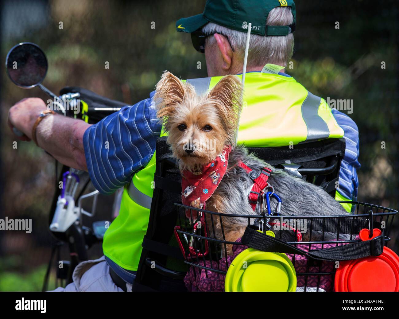 Charly the Yorkie enjoys a ride on the back of a recumbent tricycle ...