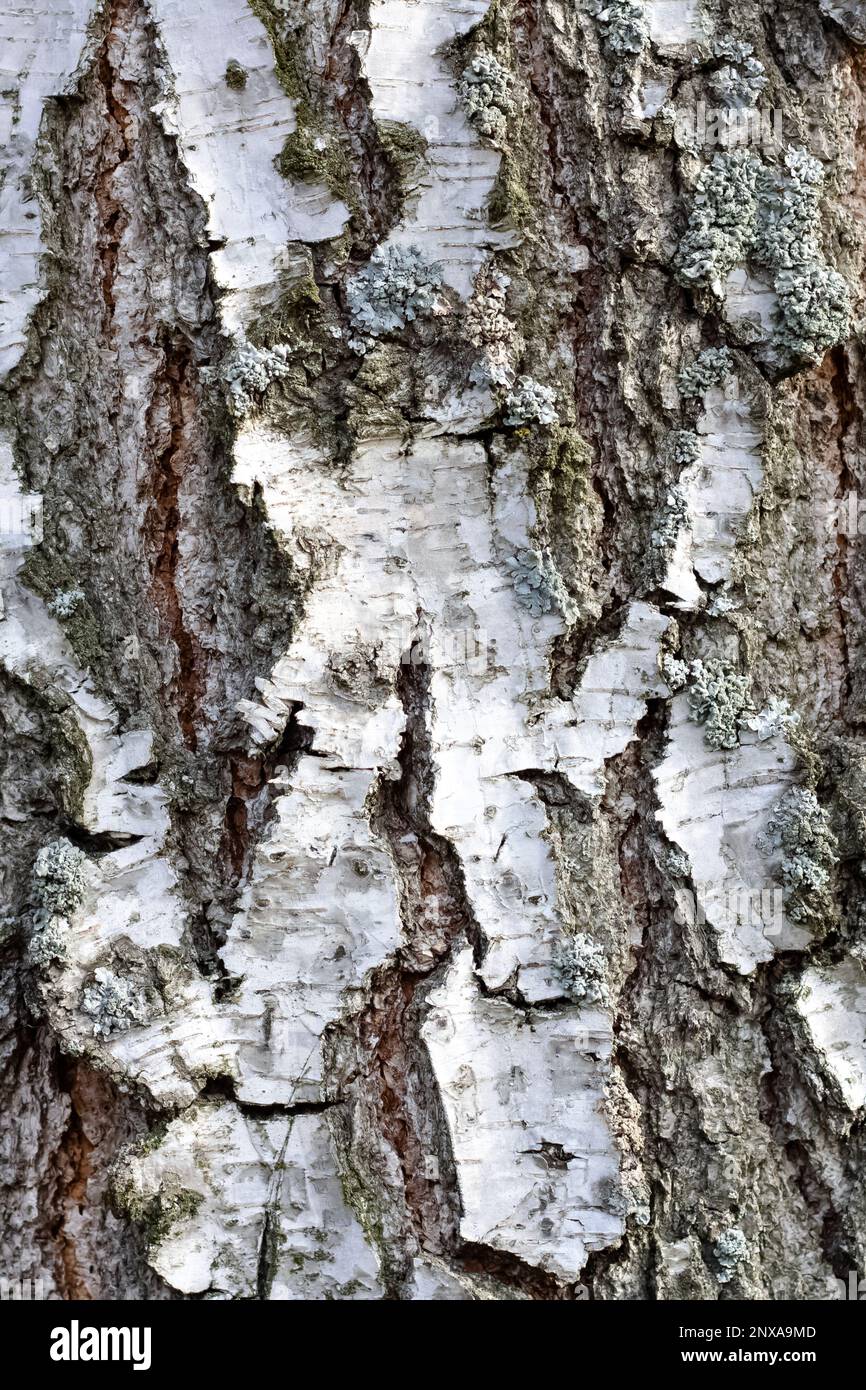 White birch bark close up, abstract background or texture Stock Photo ...
