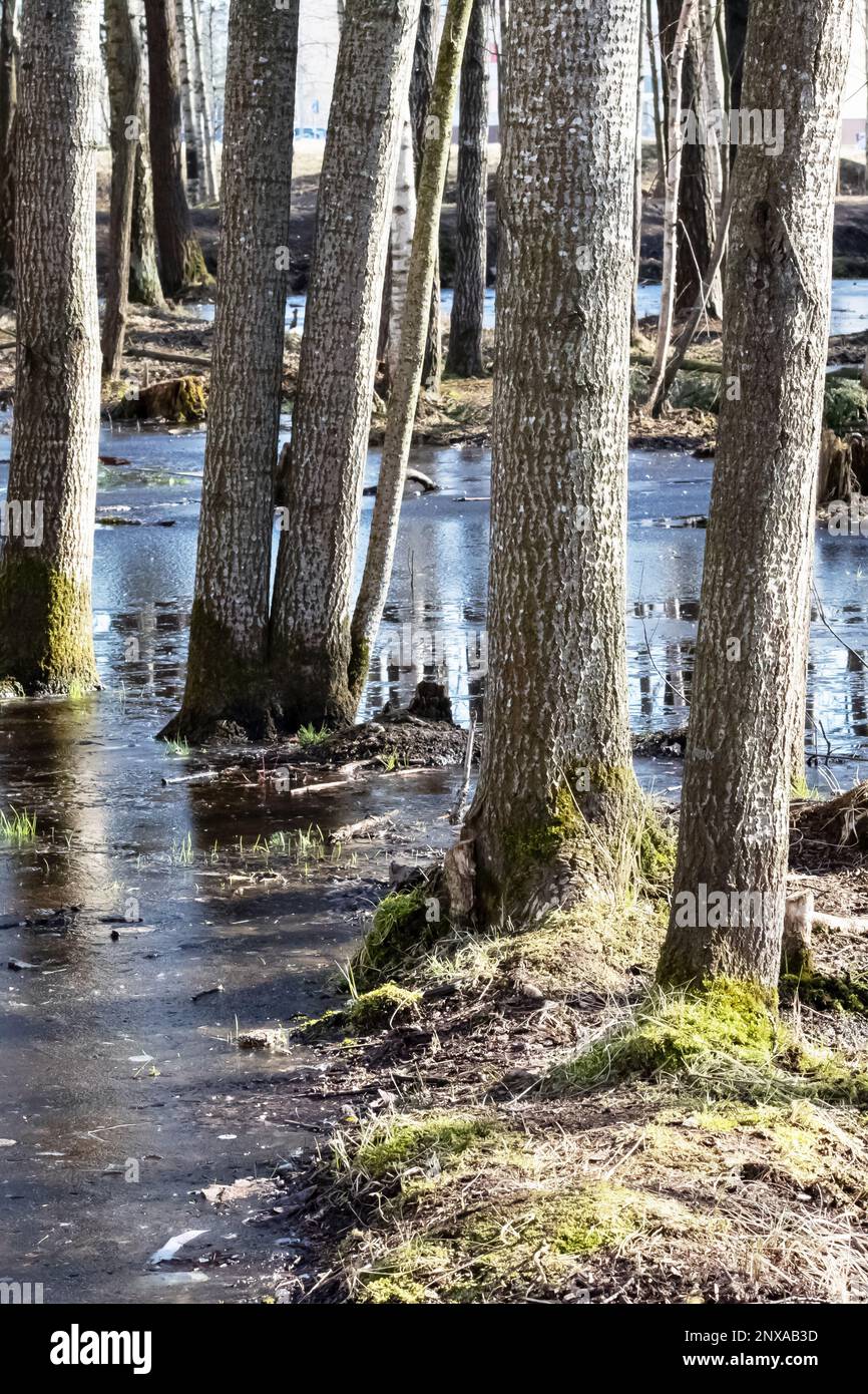 Trees grow out of the water in a swamp in sunlight Stock Photo - Alamy