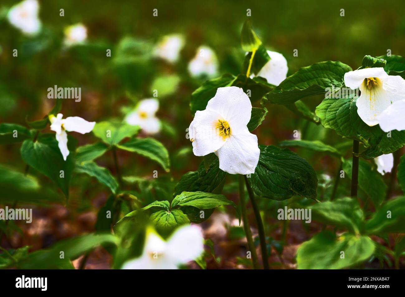 Spring-time Trillium blooming in a hardwood forest in Eden Township ...