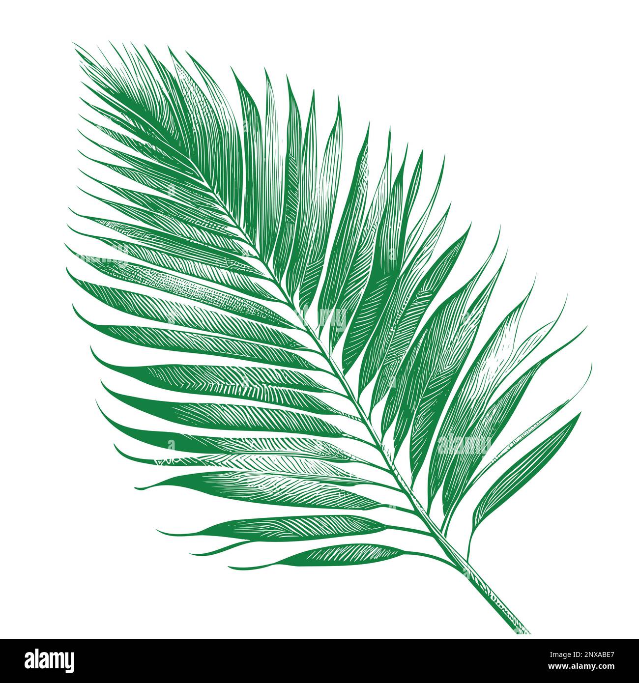 Palm Tree Leaf Hand Drawn Sketch Vector Illustration Stock Vector Image