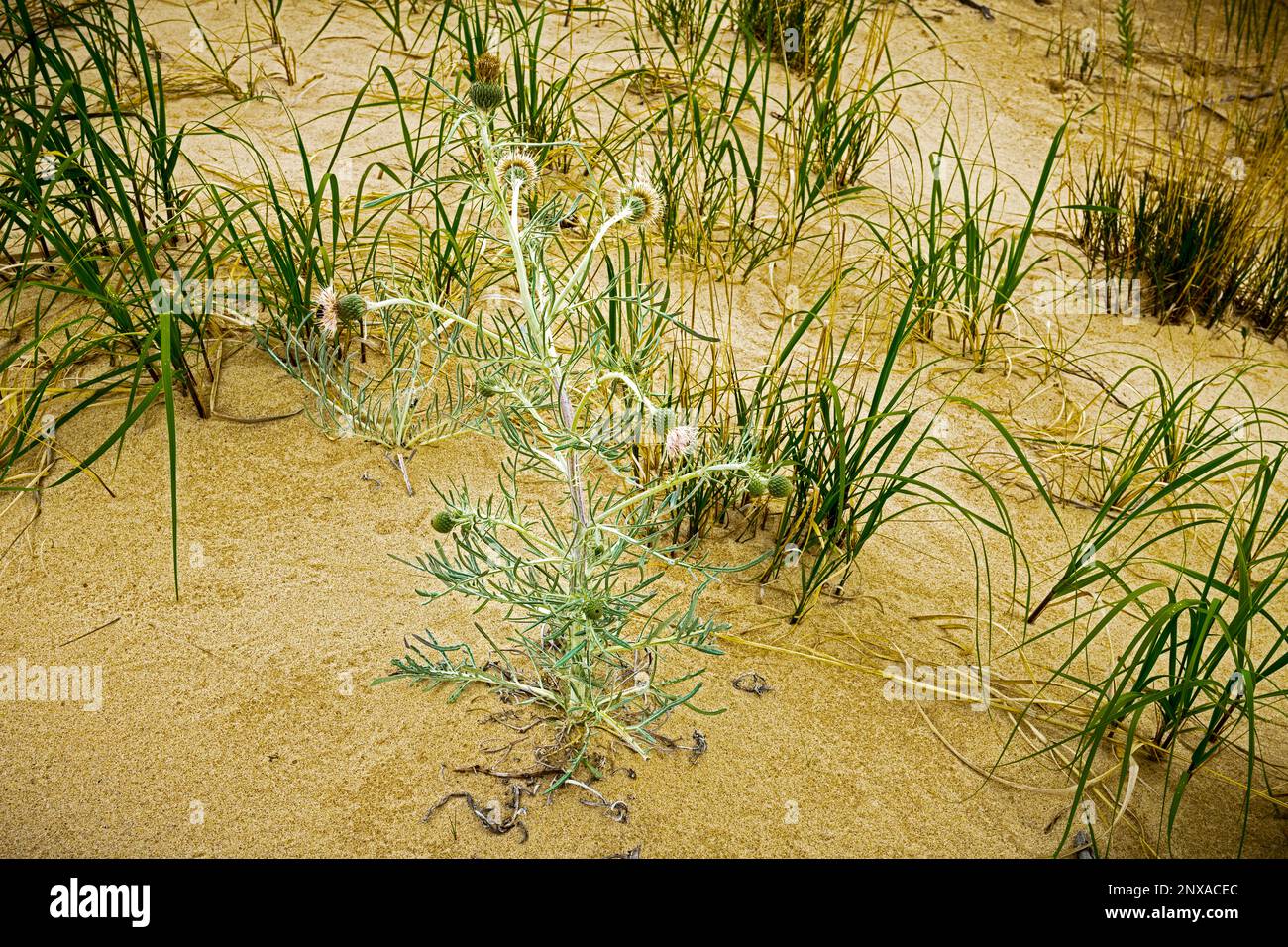 Dune flower, the Pitcher's Thistle(Cirsium pitcheri) in Ludington State ...