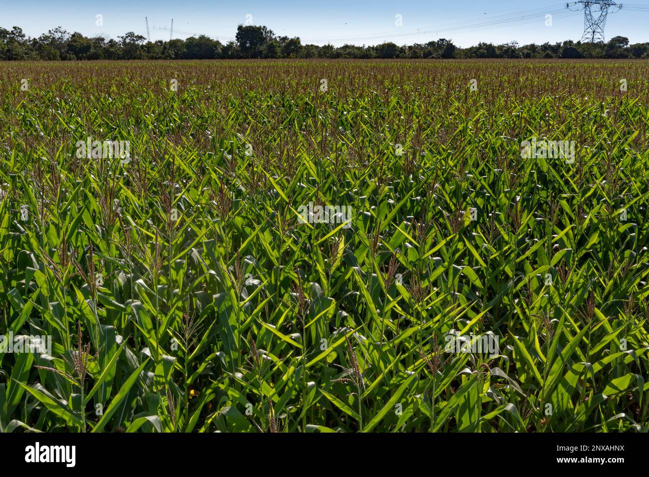 view of corn plantation in flowering phase Stock Photo - Alamy
