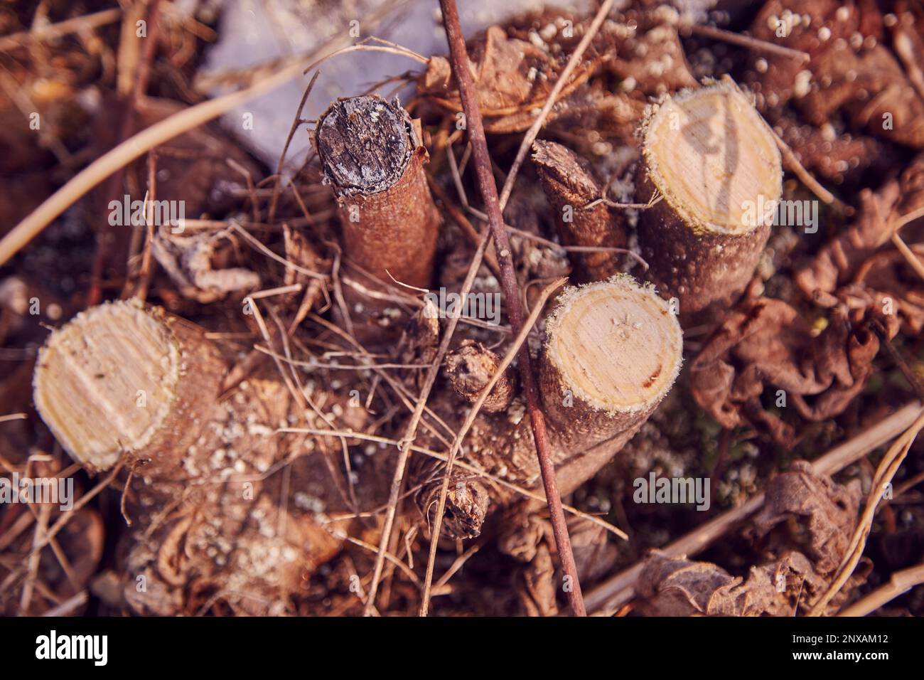 Hanji, traditional Korean paper, paper doll handmade from mulberry ...