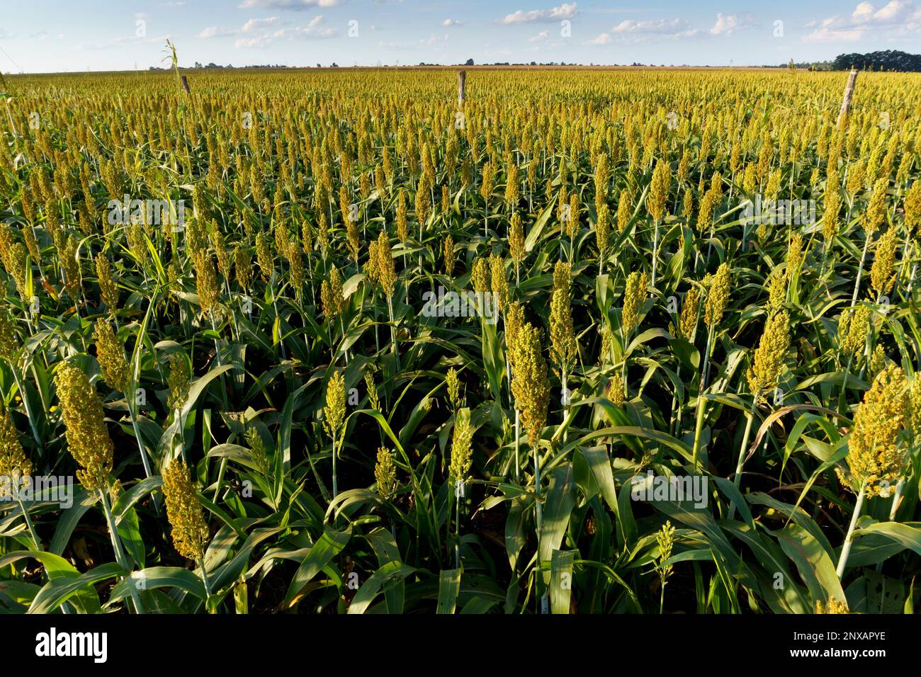 view of corn plantation in flowering phase Stock Photo - Alamy