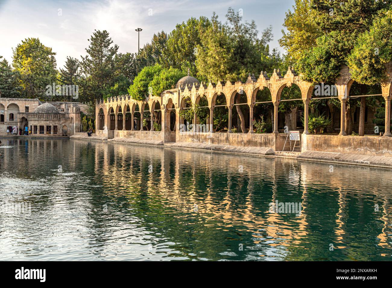 Pool urfa fish hi-res stock photography and images - Alamy