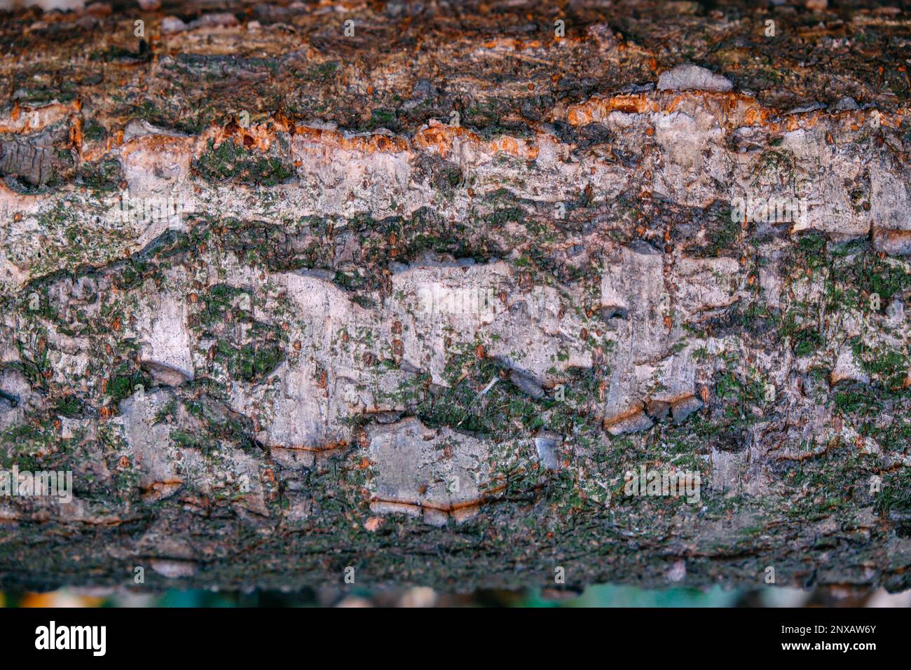 Relaxation texture of a brown shell of a tree. A horizontal photo of a ...