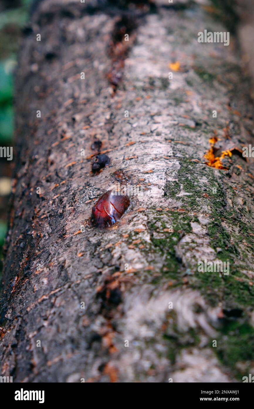 Yellow amber drop of resin, gum close-up on a fruit tree, natural ...