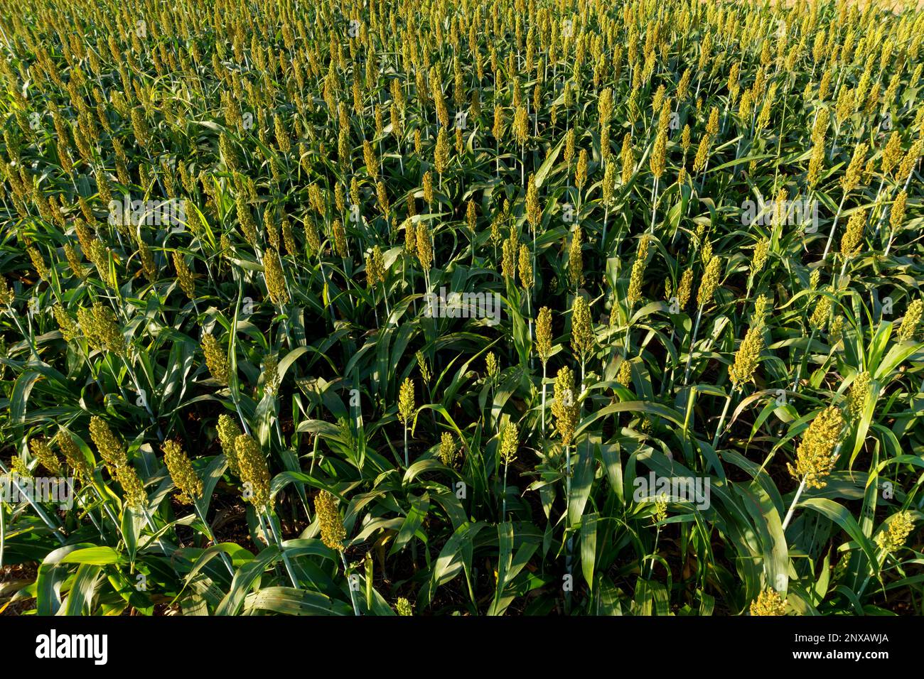 view of corn plantation in flowering phase Stock Photo - Alamy
