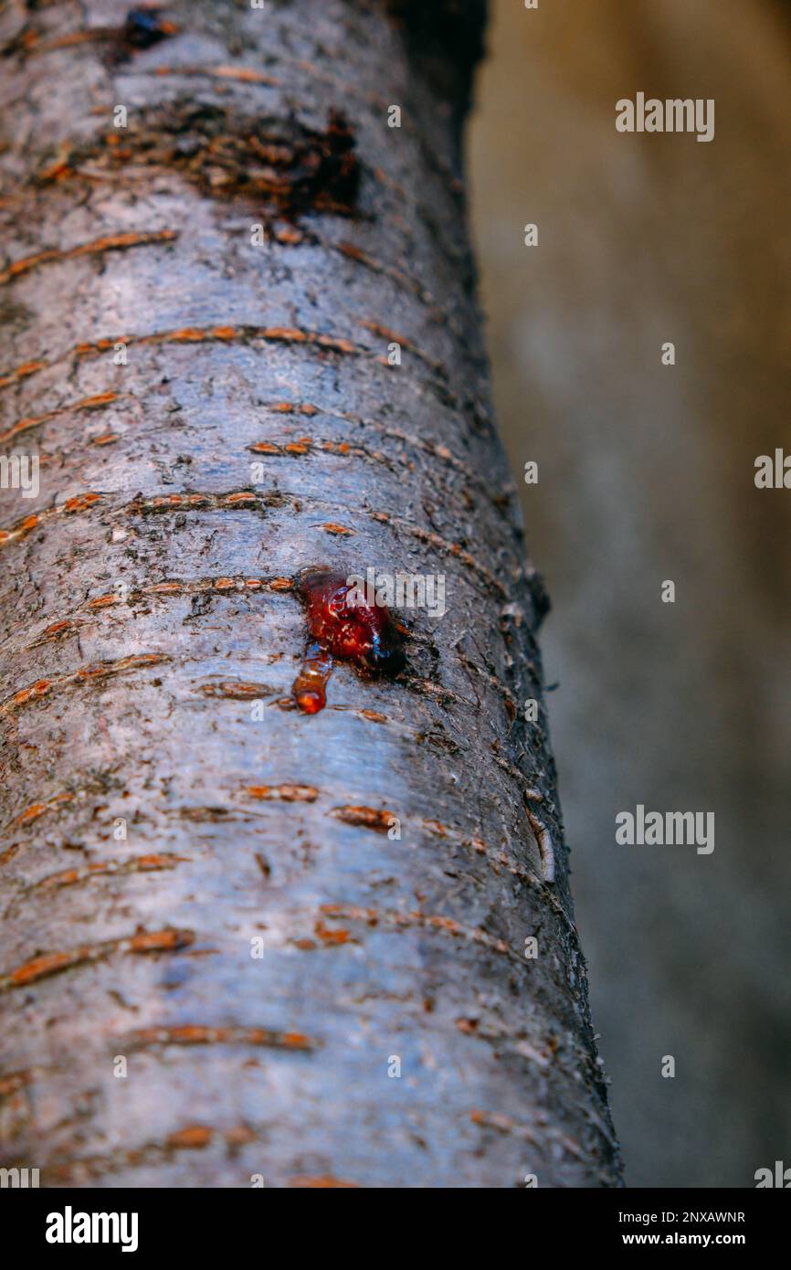 Yellow amber drop of resin, gum close-up on a fruit tree, natural ...