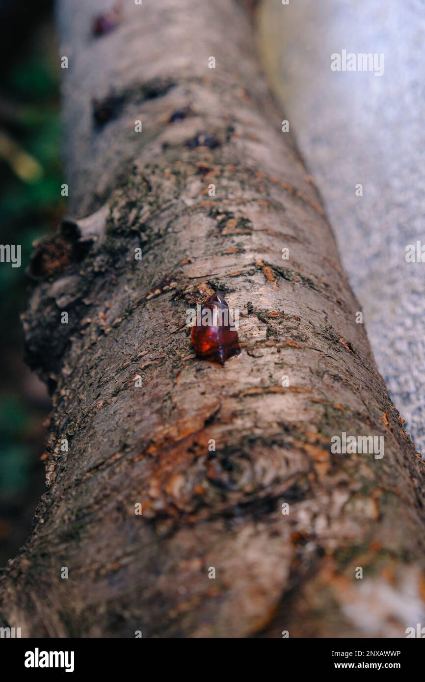 Yellow amber drop of resin, gum close-up on a fruit tree, natural ...