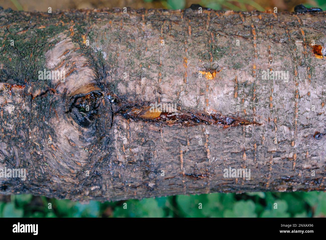 Yellow amber drop of resin, gum close-up on a fruit tree, natural ...