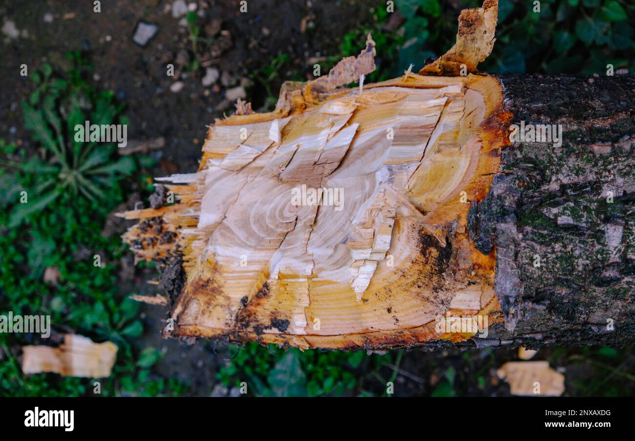 Close up of a freshly chopped down tree, cutting down fruit tree in the ...