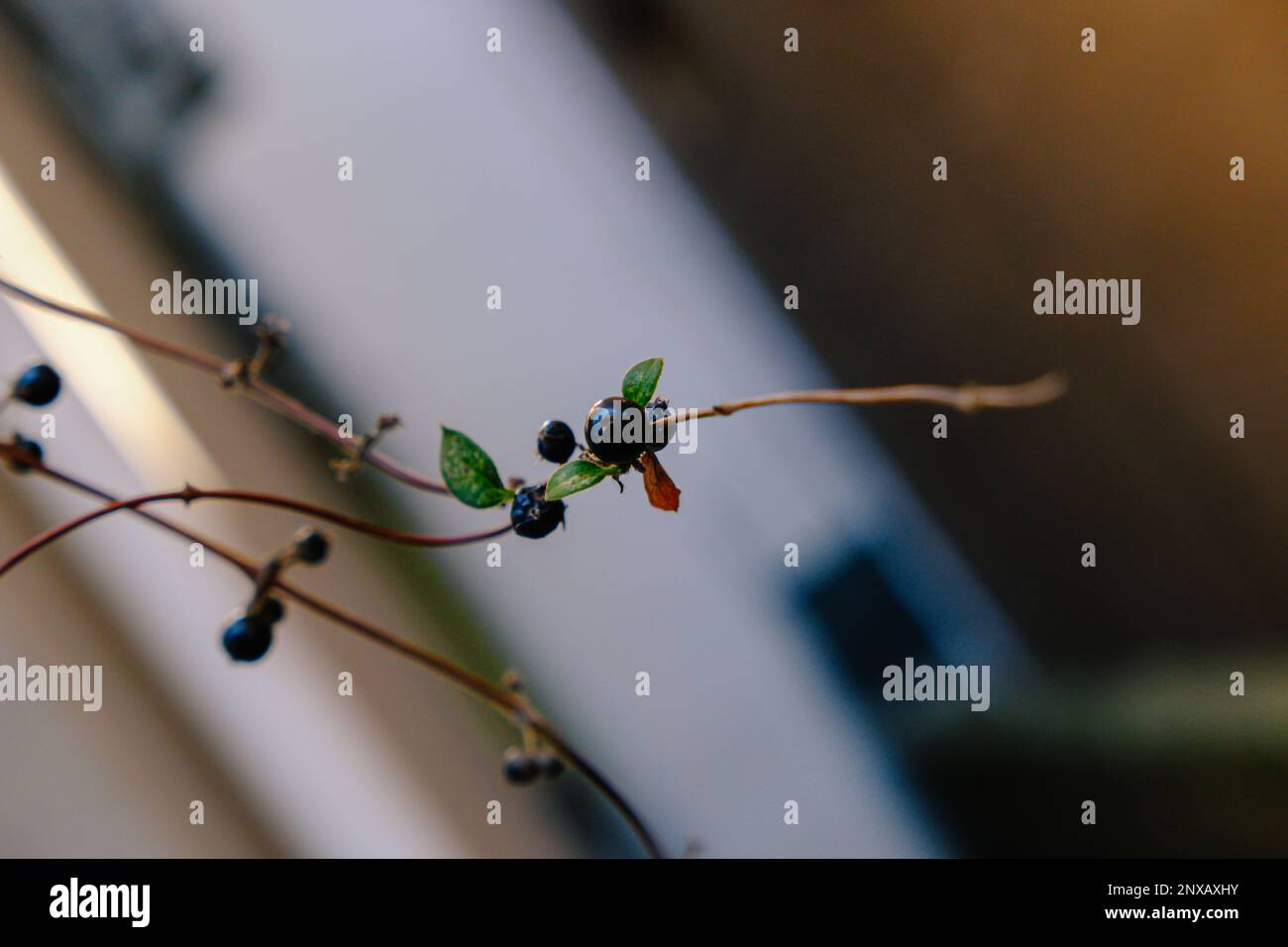 Lonicera japonica, Black Berries on a Wild Japanese Honeysuckle Vine in ...
