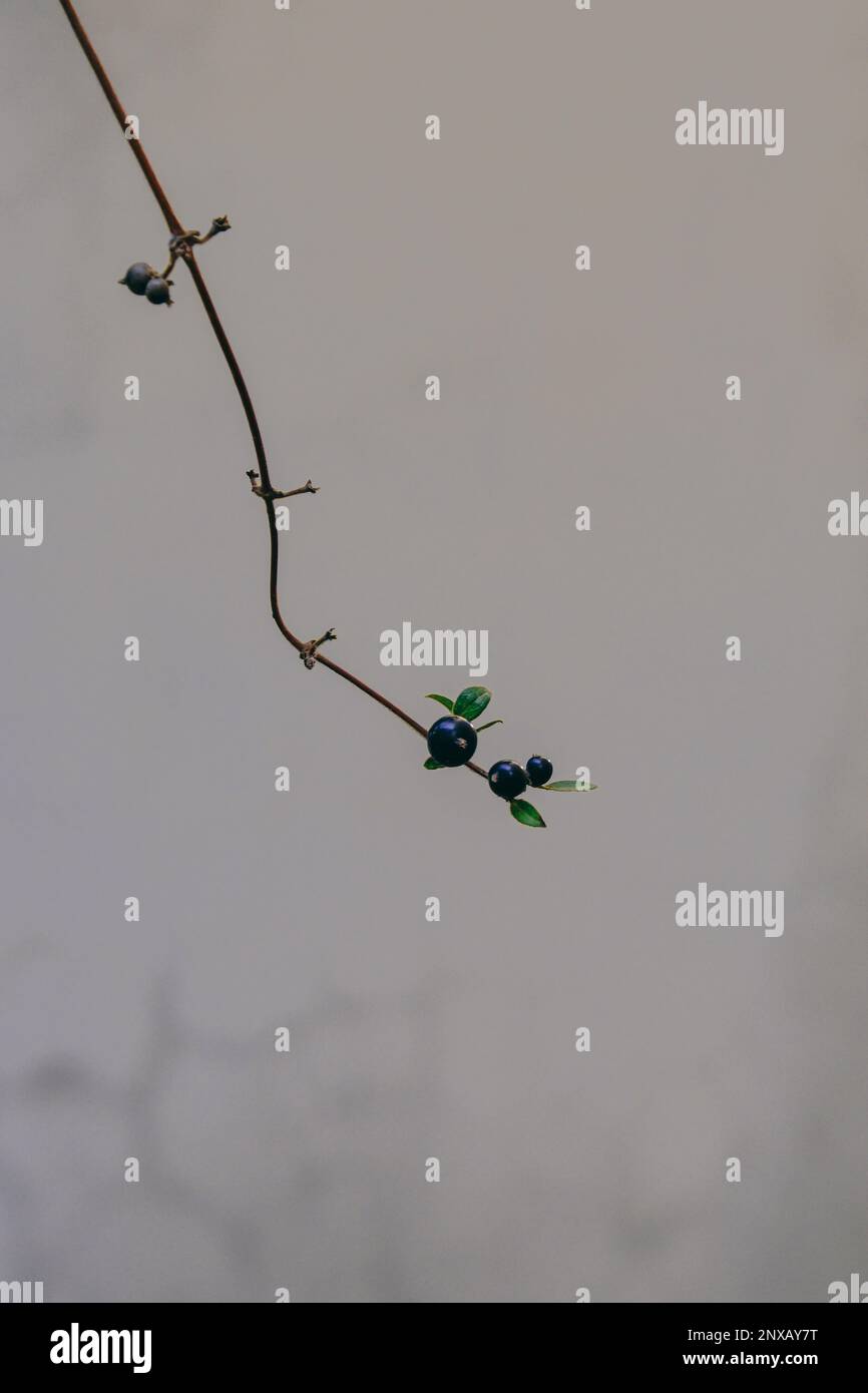 Lonicera japonica, Black Berries on a Wild Japanese Honeysuckle Vine in ...