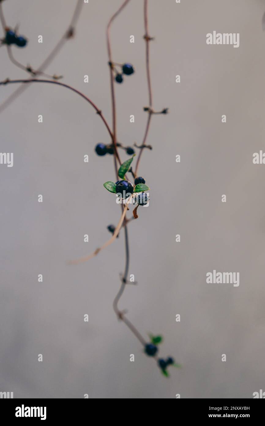 Lonicera japonica, Black Berries on a Wild Japanese Honeysuckle Vine in ...