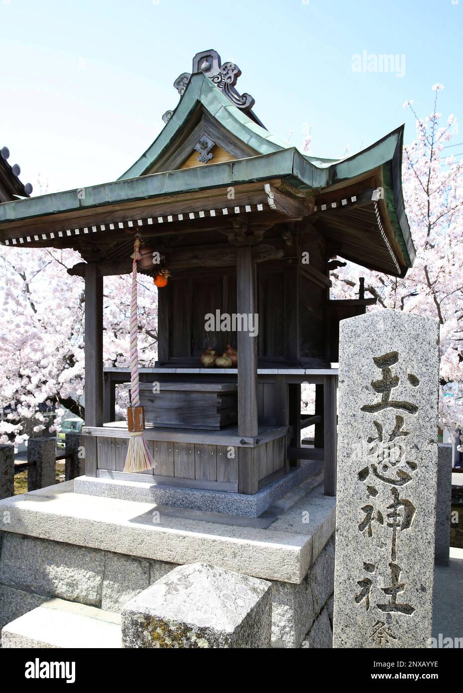 Onions are offered at Tamanegi Jinja, Onion Shrine, in Minami Awaji ...