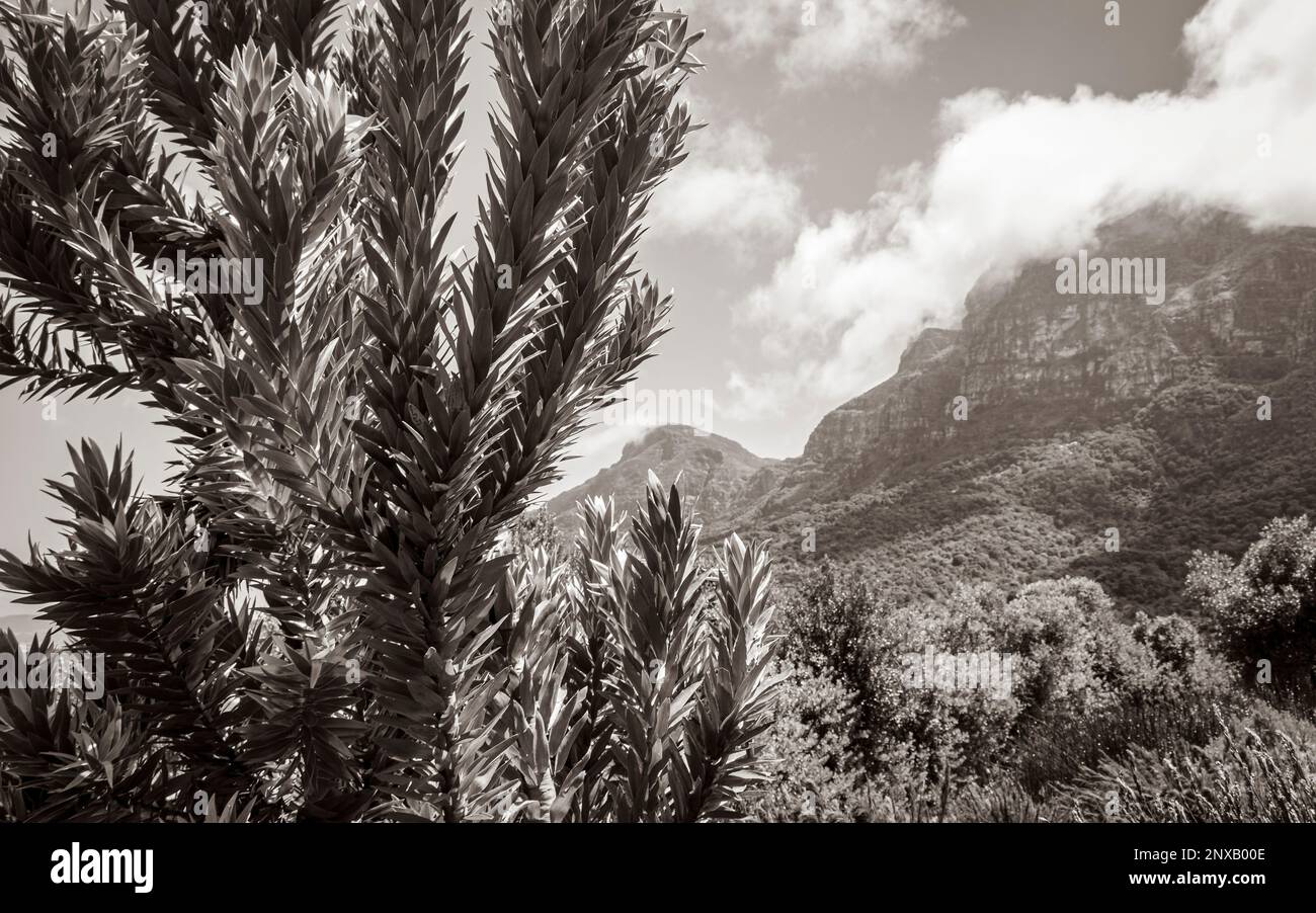 Silver tree Leucadendron argenteum in Kirstenbosch National Botanical ...