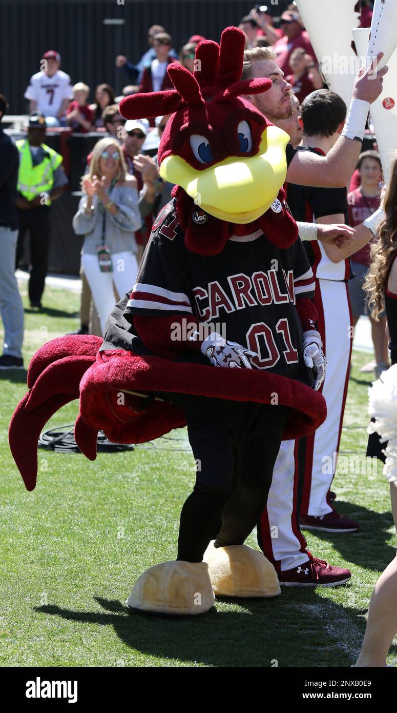 COLUMBIA, SC - MARCH 31: 'Cocky' the mascot for the Carolina Gamecocks ...