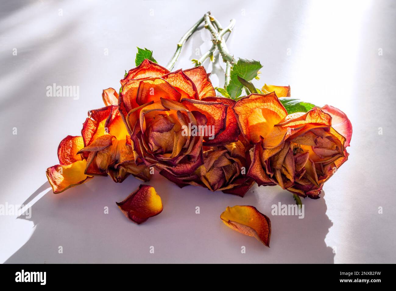A bunch of wilted rose fallen on white table close-up Stock Photo - Alamy