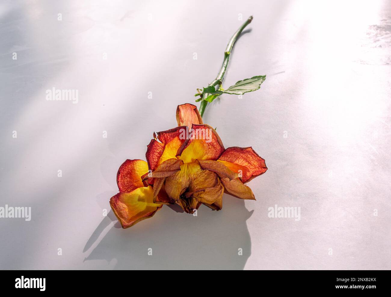 A dried wilted rose with faded petals 2 Stock Photo - Alamy