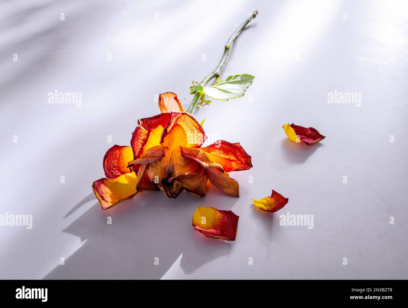 A dried wilted rose with faded petals 1 Stock Photo - Alamy