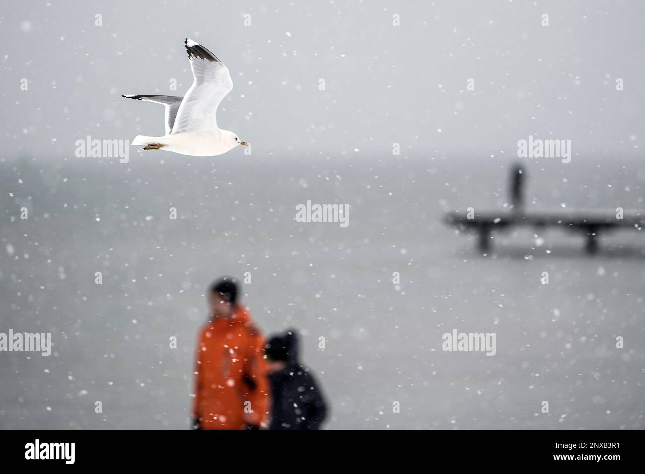A seagull flies during snowfall in Burgtiefe, on the German Baltic Sea ...