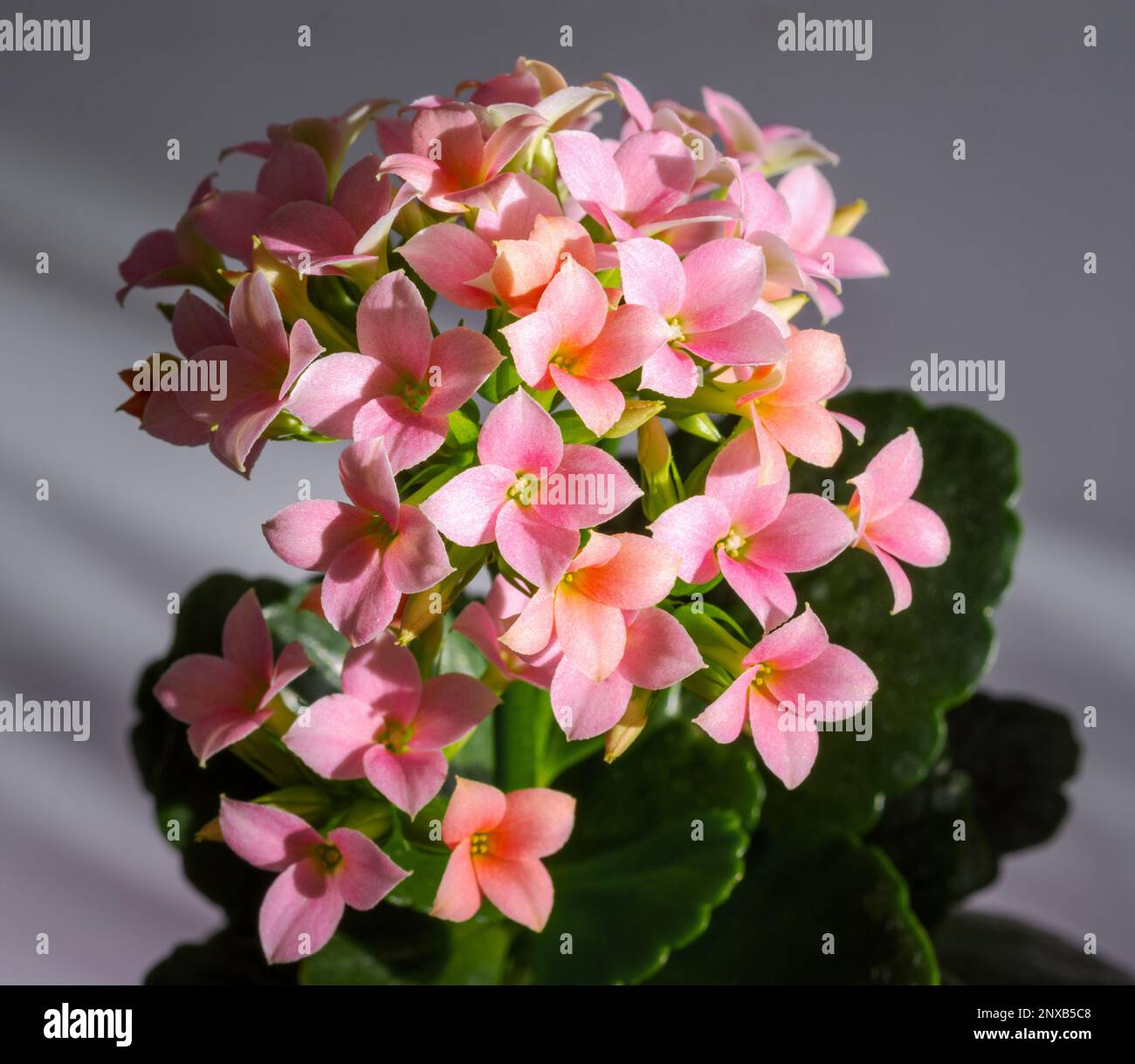 Pink Kalanchoe flowers hit by sunlights 2 Stock Photo - Alamy