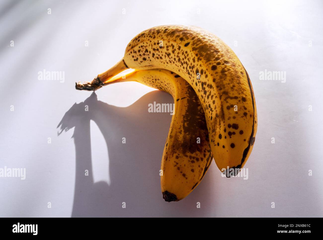 Two ripe bananas under directional sunlight on white table Stock Photo ...