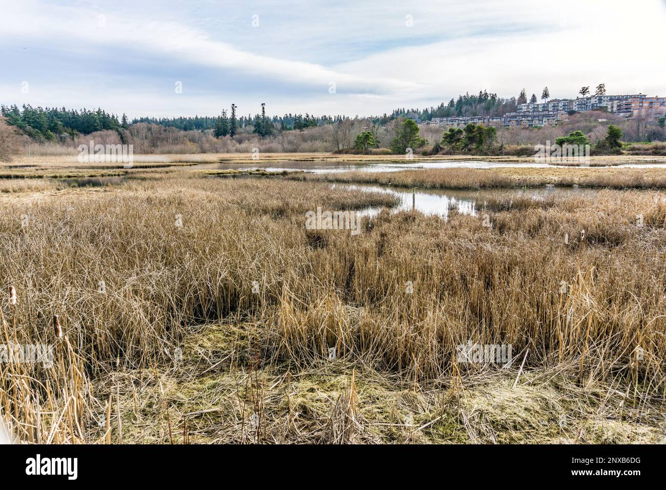 Winter at Edumond Marsh in Edmonds, Washington Stock Photo - Alamy