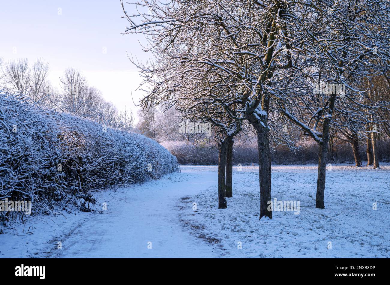 Woodland covered in snow frost hi-res stock photography and images - Alamy