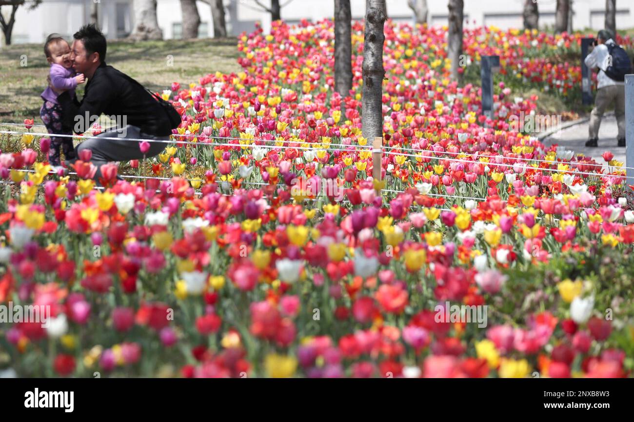 People enjoy viewing over 400 varieties of 20,000 tulips in full bloom ...