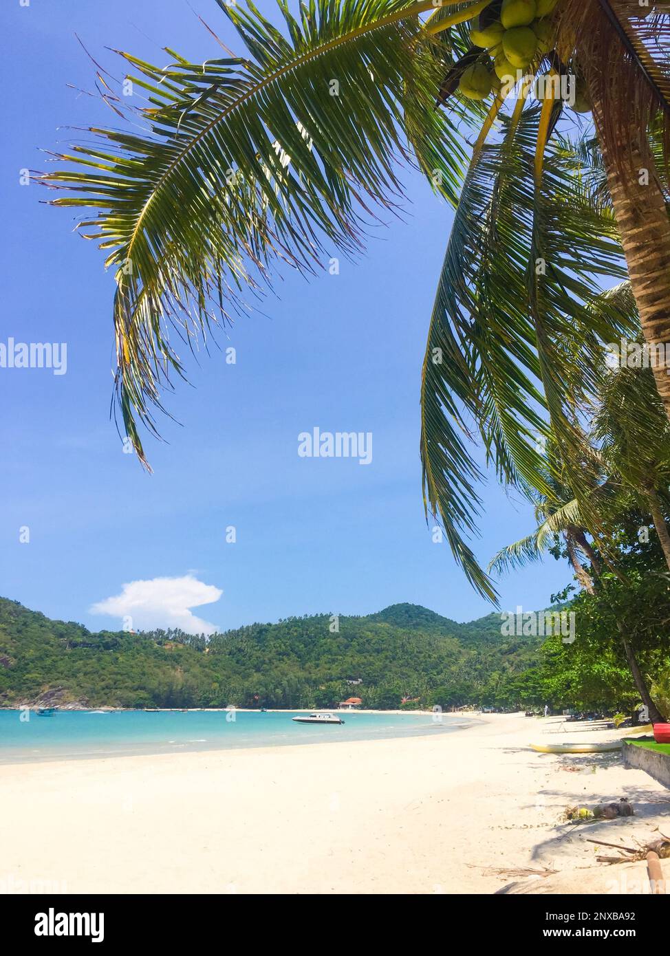 Palm tree on tropical beach, Koh Samui, Thailand Stock Photo - Alamy