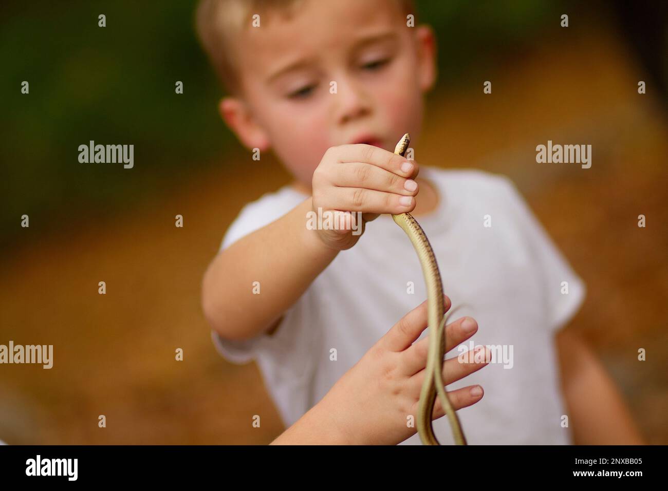 Boy holding snake hi-res stock photography and images - Alamy