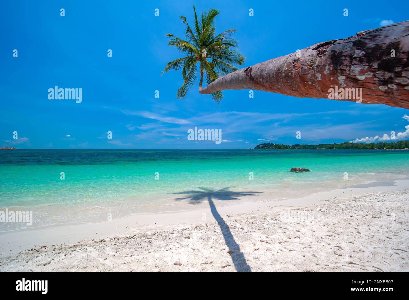 Leaning palm tree on a tropical beach, Tanjung Pinang, Bintan, Riau ...
